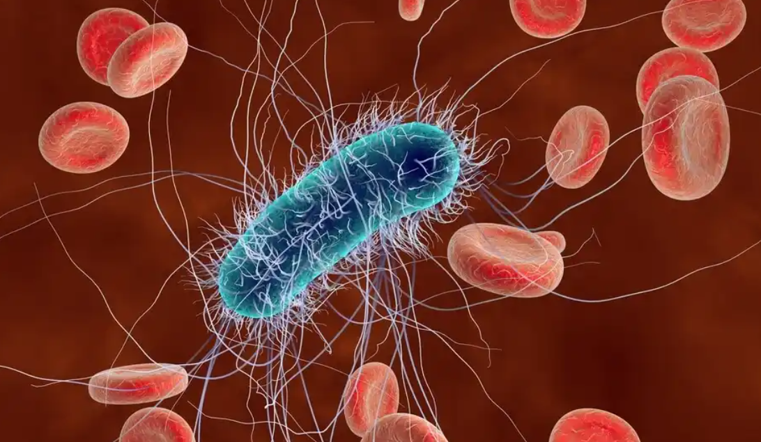Se detectó un caso de E. coli en una niña de dos años y medio ...